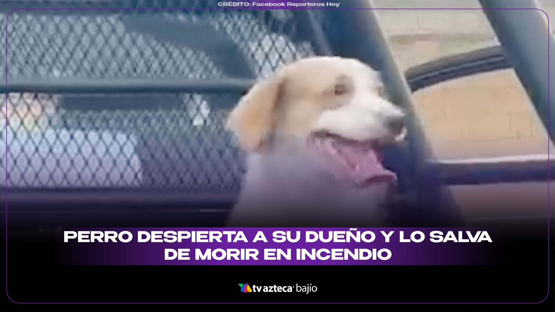 Perro despierta a su dueño y lo salva de morir en incendio; momento se ...