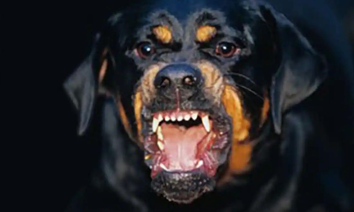 Cinco perros rottweiler acaban con la vida de su dueño Nicaragua