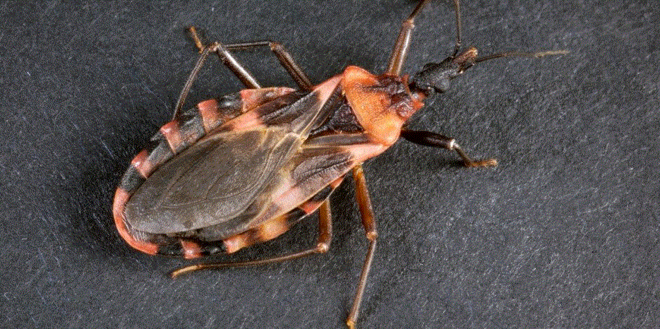 La enfermedad de Chagas es silenciosa y mortal de no atenderse