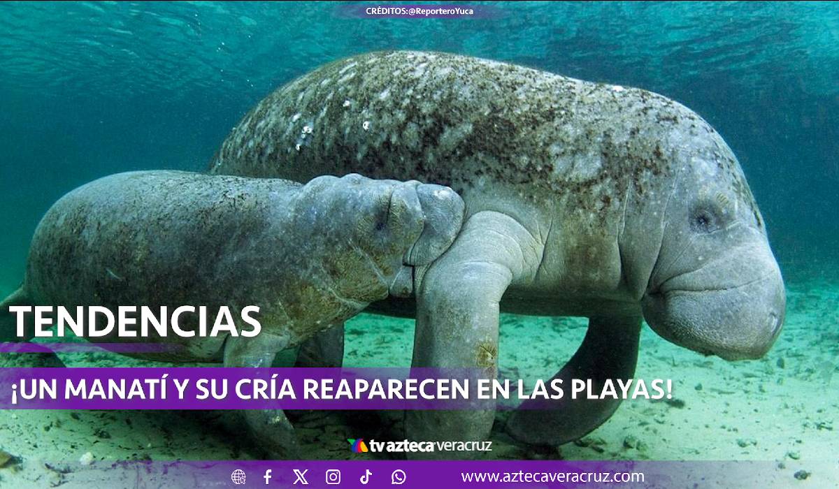 Reaparece manatí y su cría en playas de Yucatán