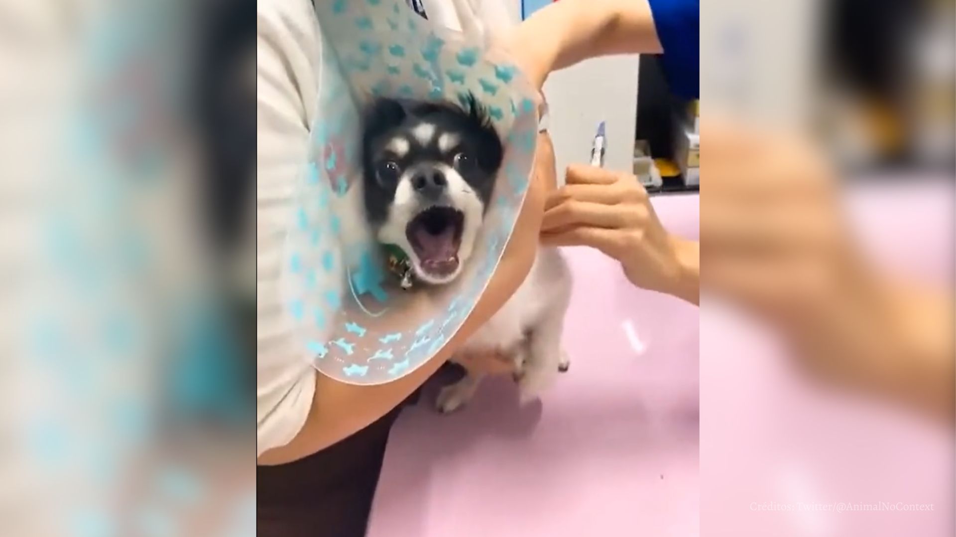 Video viral: Este es el perrito más panchero y dramático.