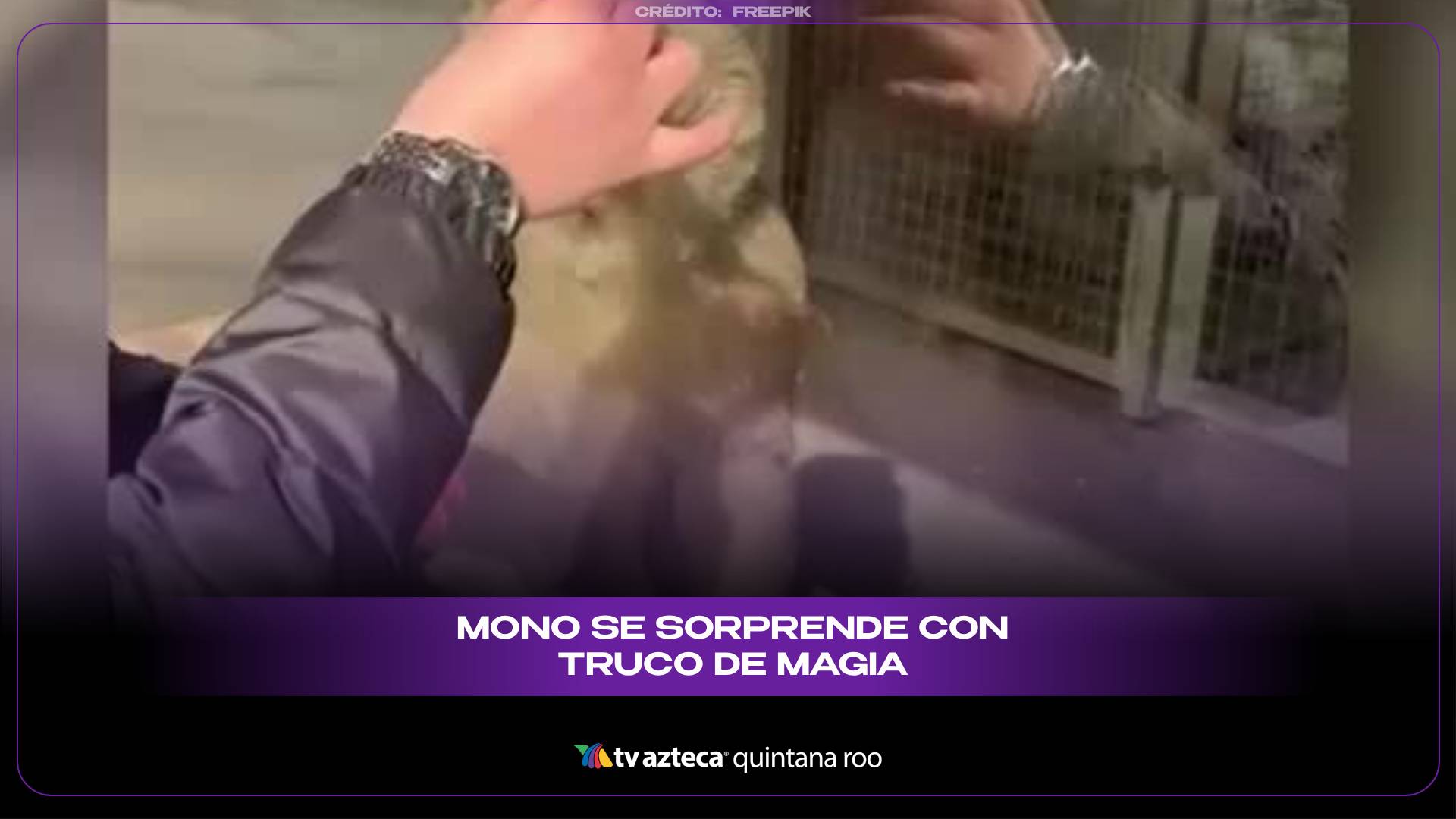 VIDEO: Mono se sorprende al presenciar un truco de magia