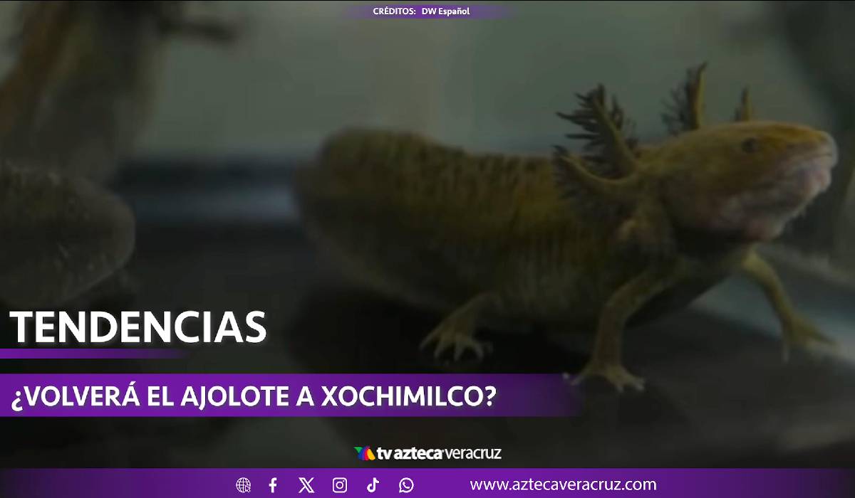 ¿Volverá el ajolote a Xochimilco? Esto se sabe