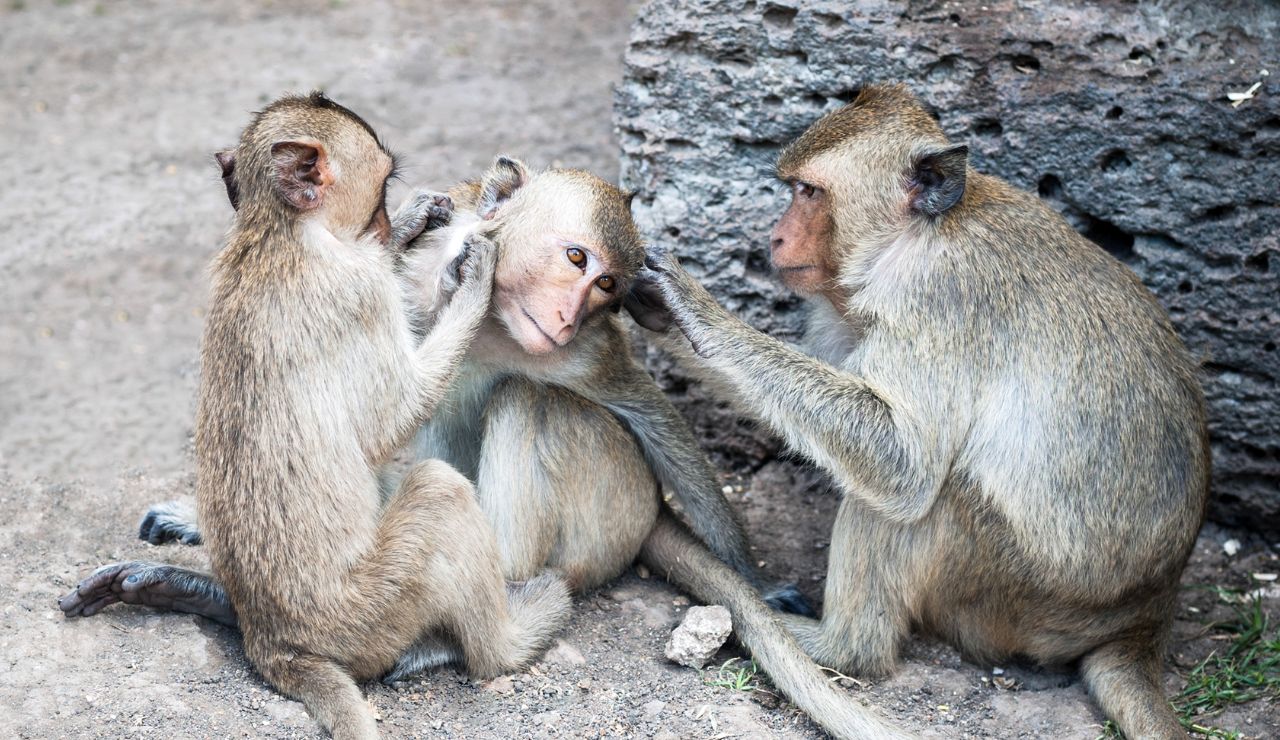 Por temor a viruela de mono son asesinados simios en Brasil