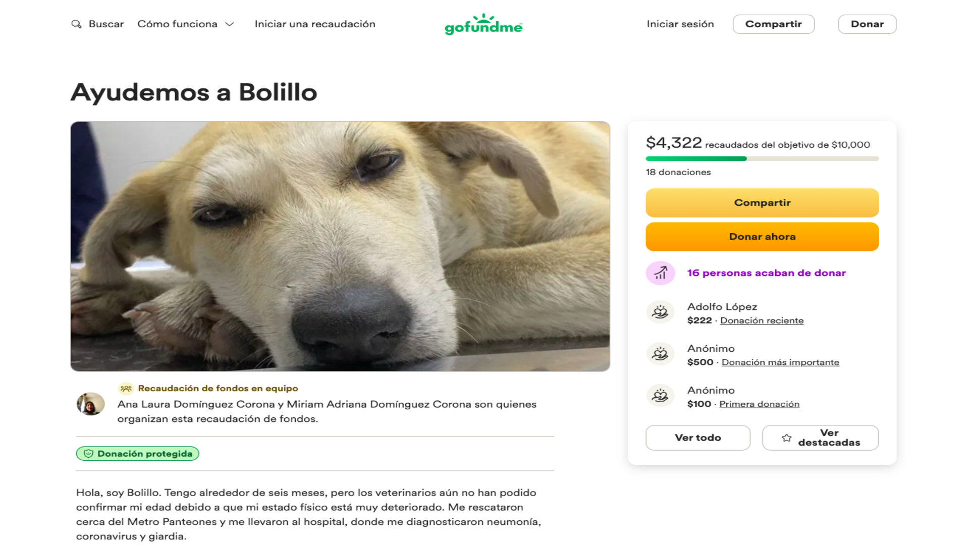 Bolillo, el perrito mestizo hallado en en el Metro que lucha contra el ...