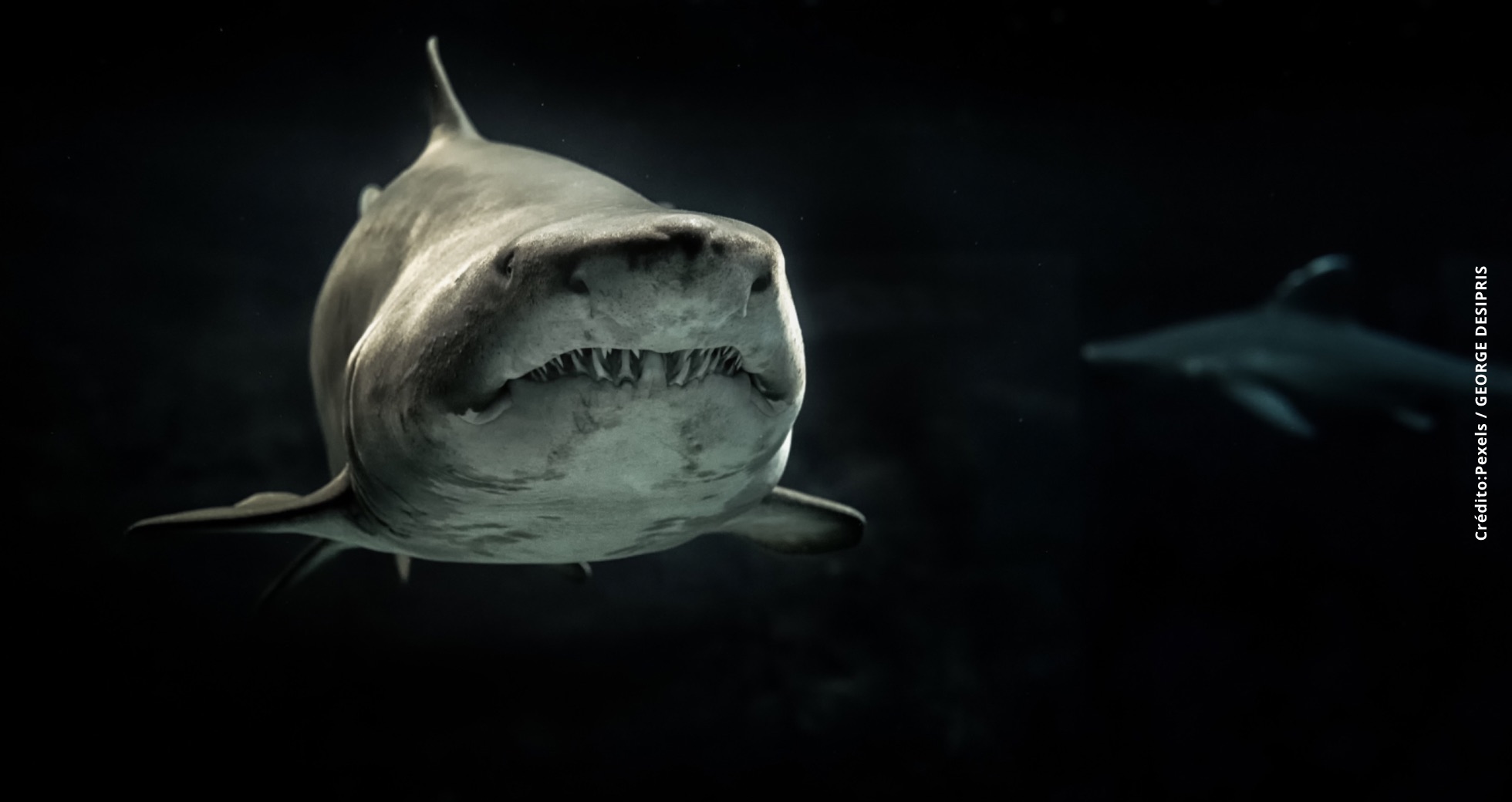 VIDEO: Así luce un tiburón prehistórico en las profundidades del mar