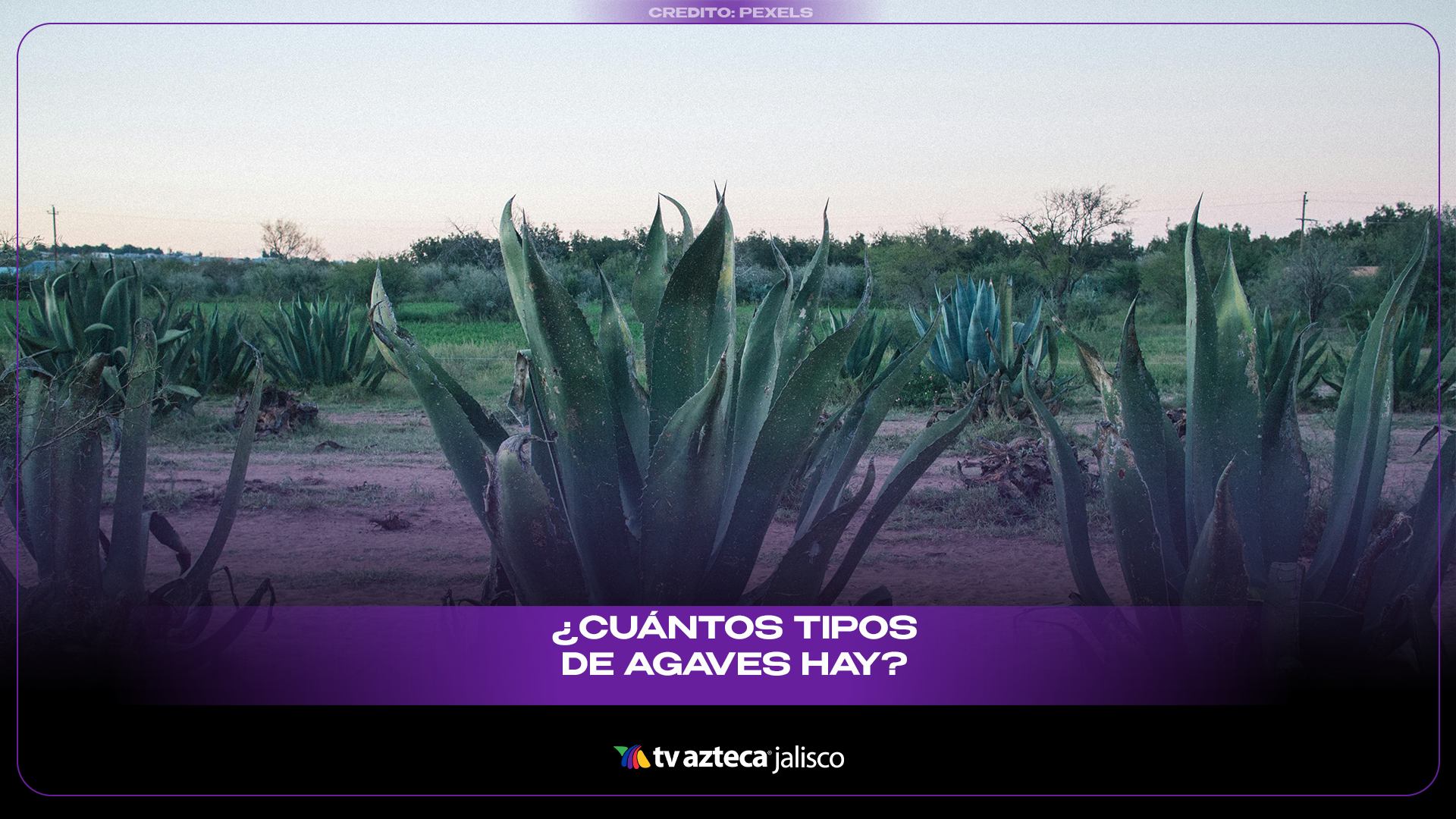 ¿Cuáles son los tipos de agave en la Zona agavera de Jalisco?