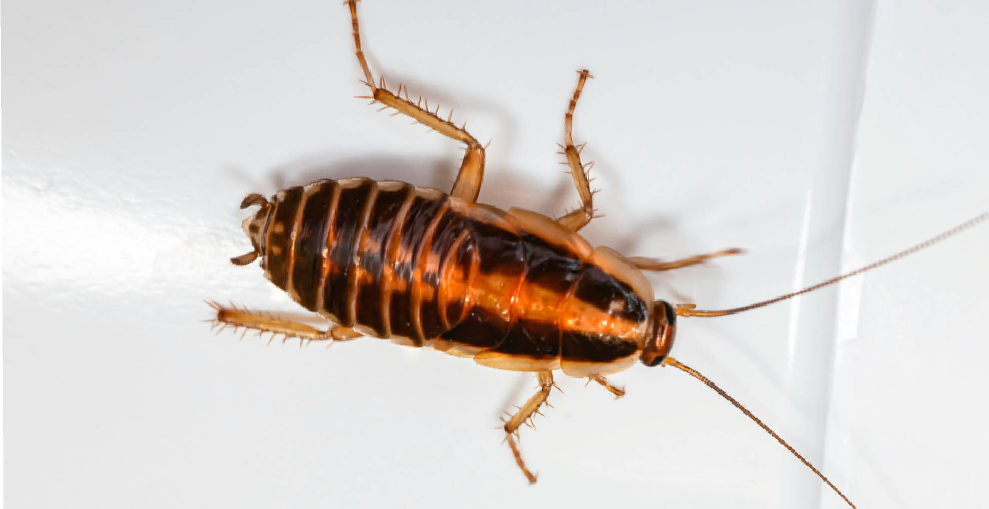Súper cucaracha: Así puedes identificarla si está en tu casa y formas ...