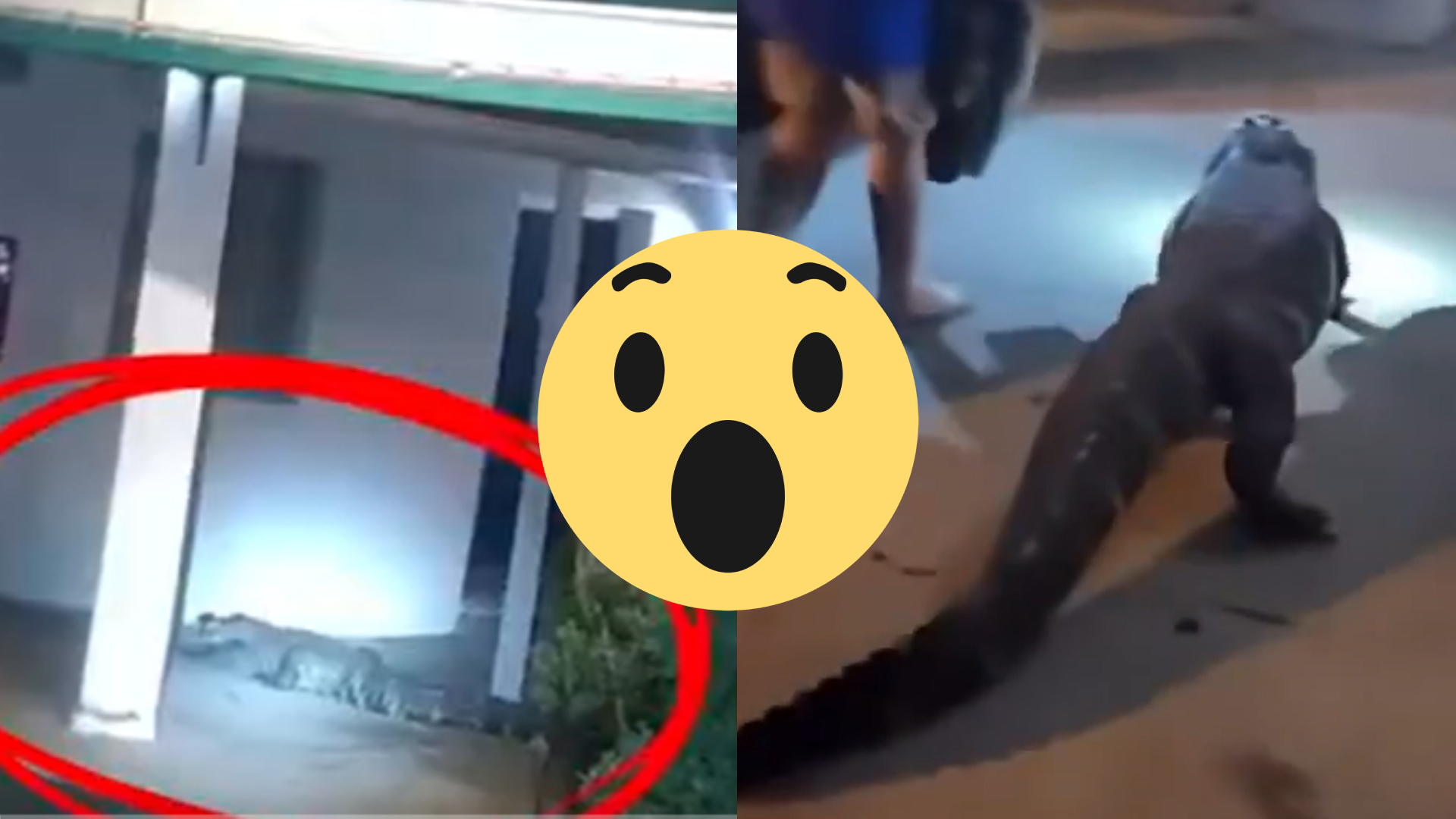 (VIDEO) Quería su 'day pass': Caimán sorprende a turistas en un hotel ...