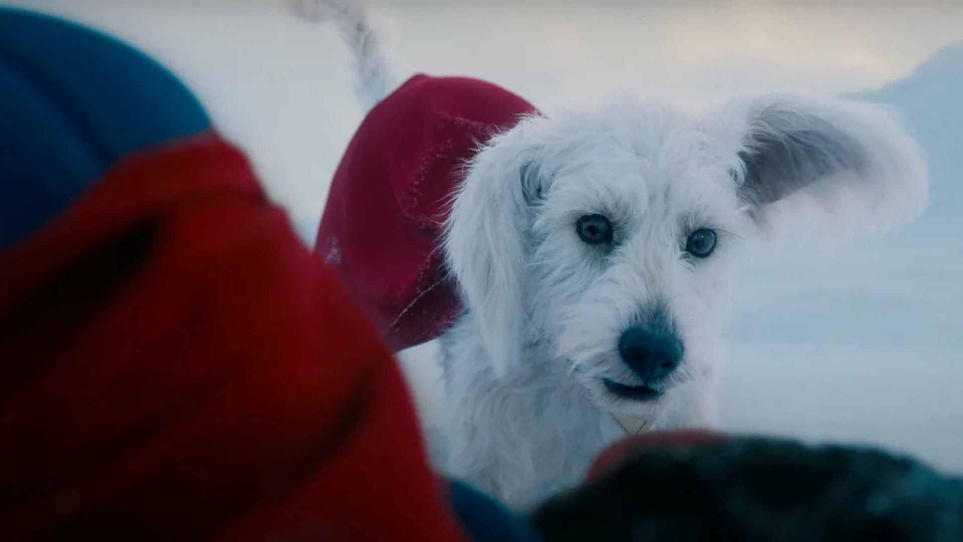 ¿Quién es Krypto, el perro de Superman, qué poderes tiene y cuál es su ...