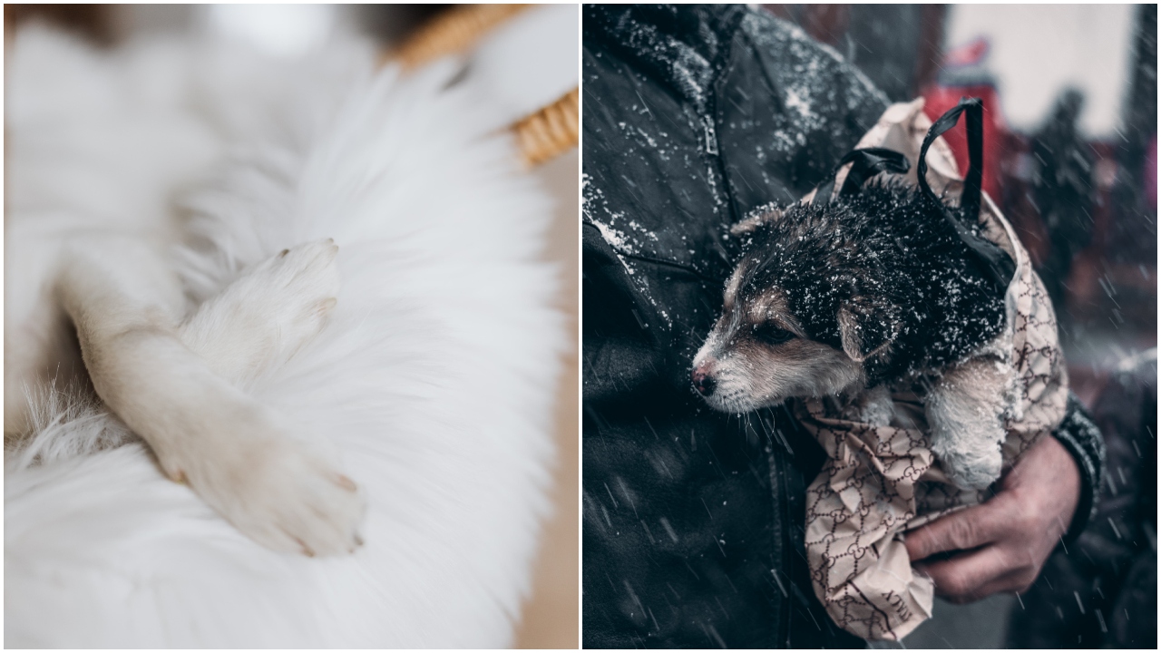 ¿Cómo saber si un perro tiene frío? Estos son los principales signos