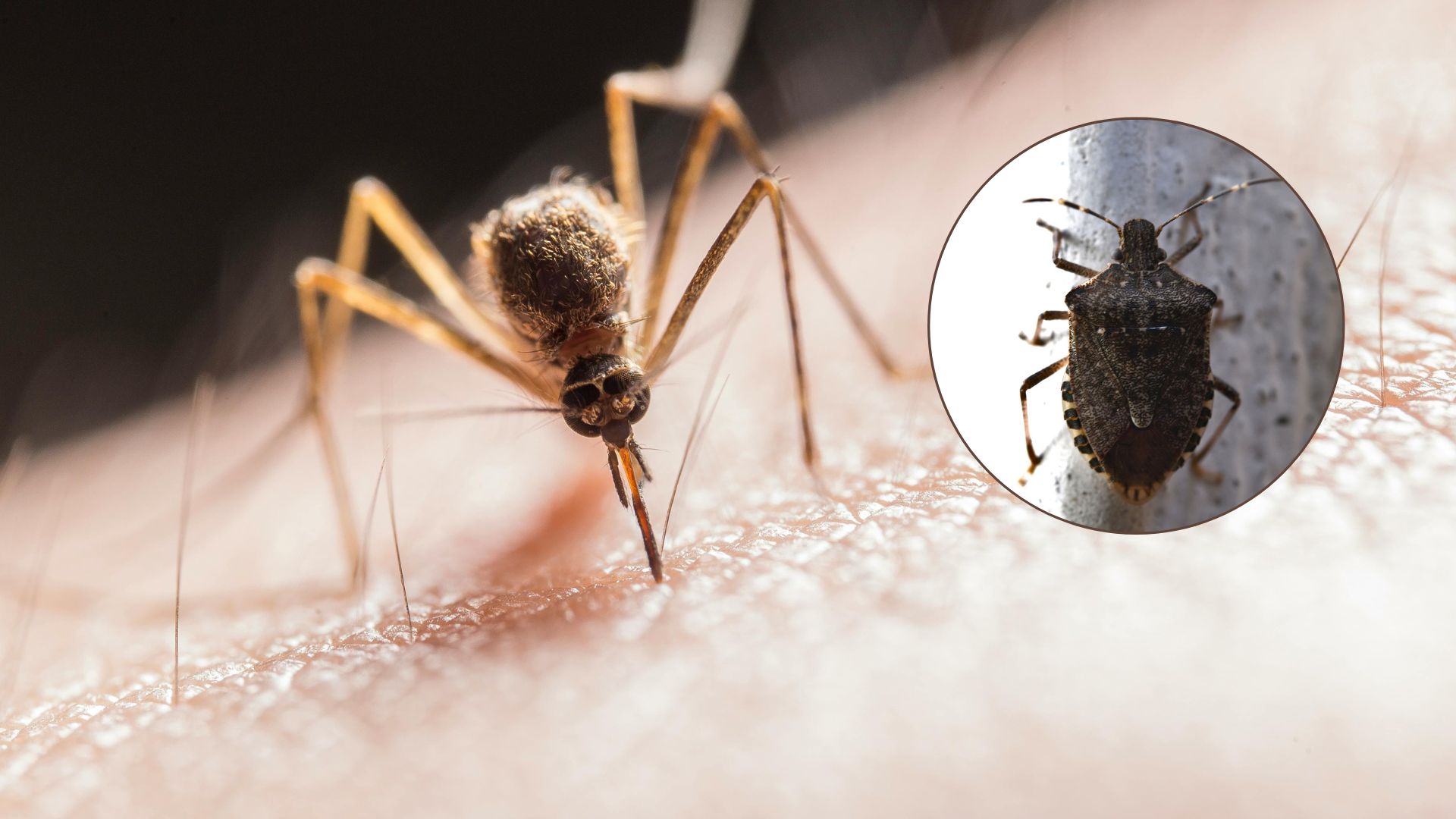¿Cuáles son las diferencias entre la picadura de mosquitos y chinches?