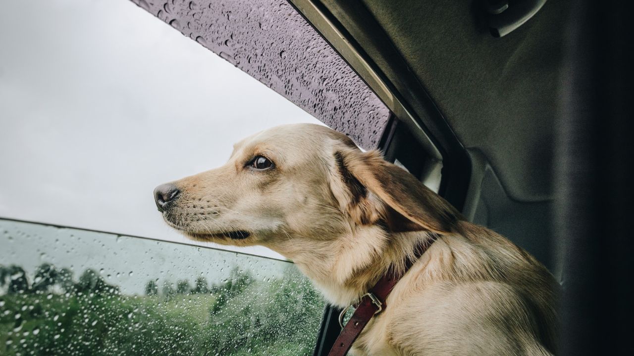 ¿Por qué a los perros se les dice “Firulais”? El origen se relaciona ...