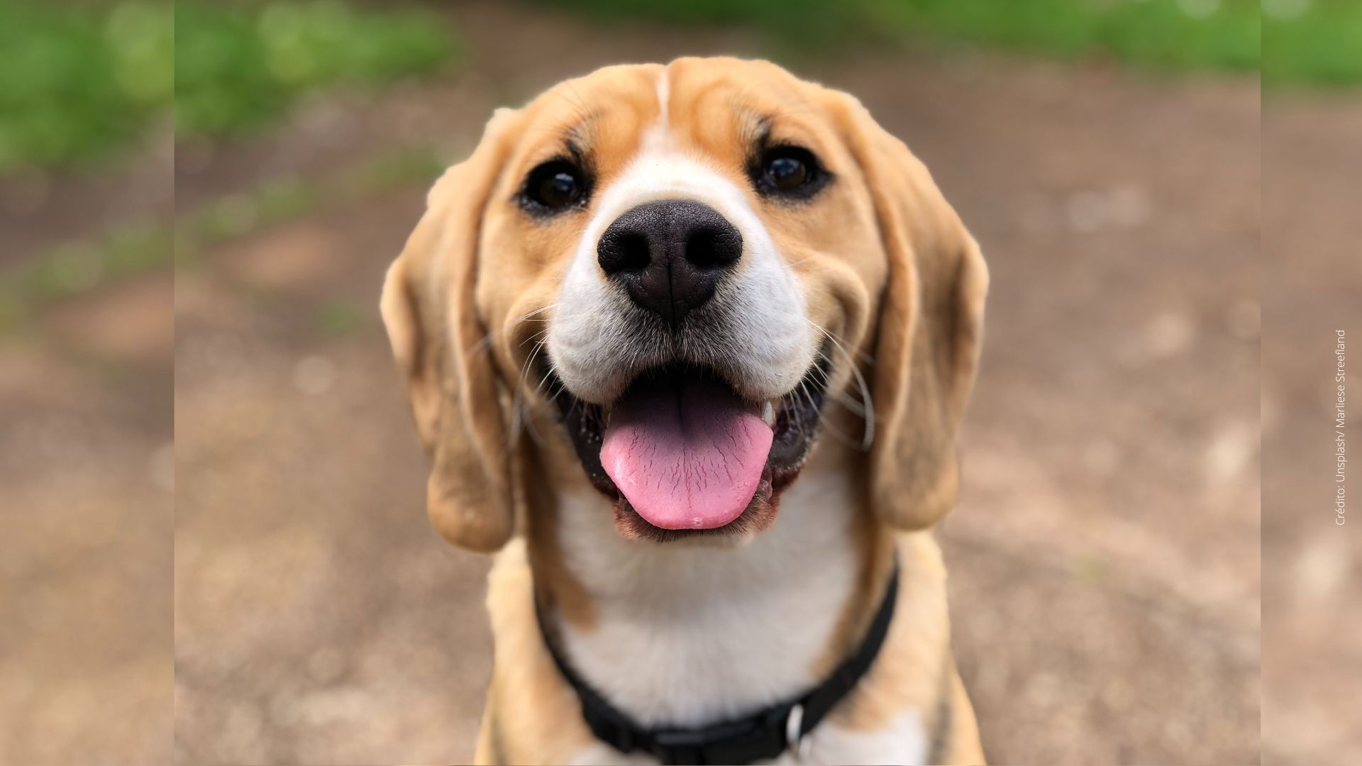 Cómo identificar si estás comiendo tacos de perro