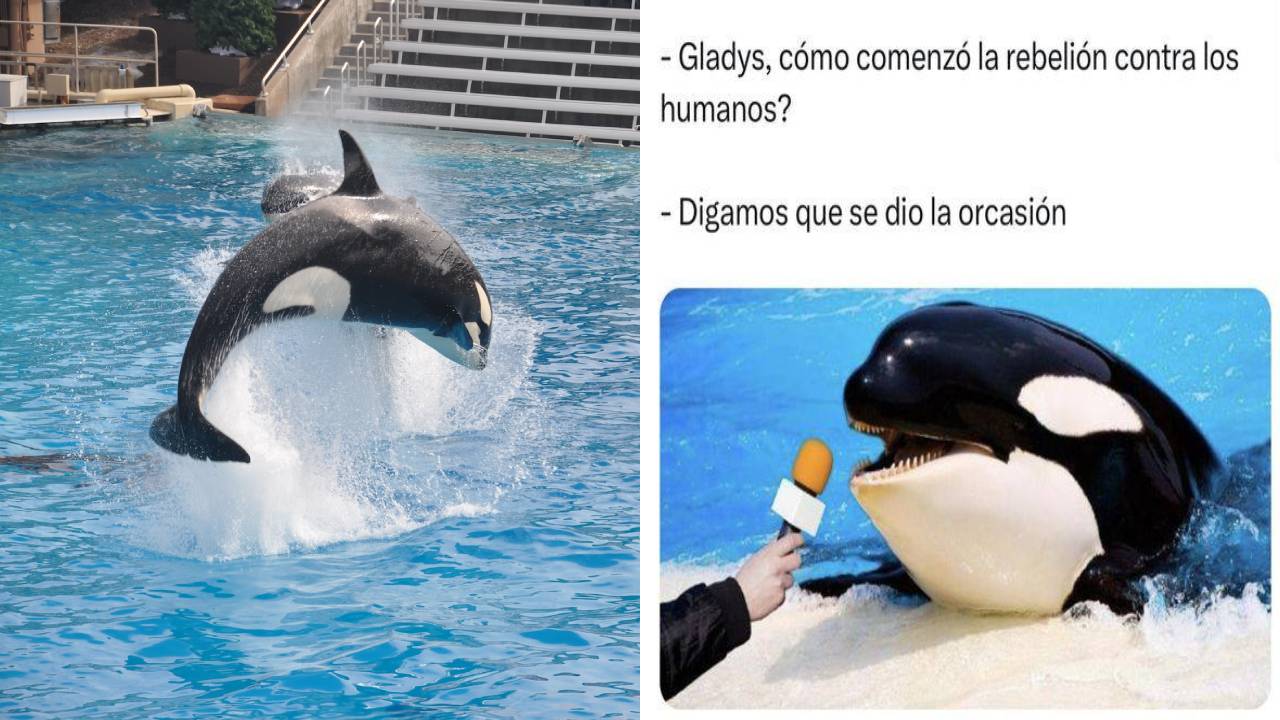 MEMES de la Orca Gladys que ataca embarcaciones y conquista a todos
