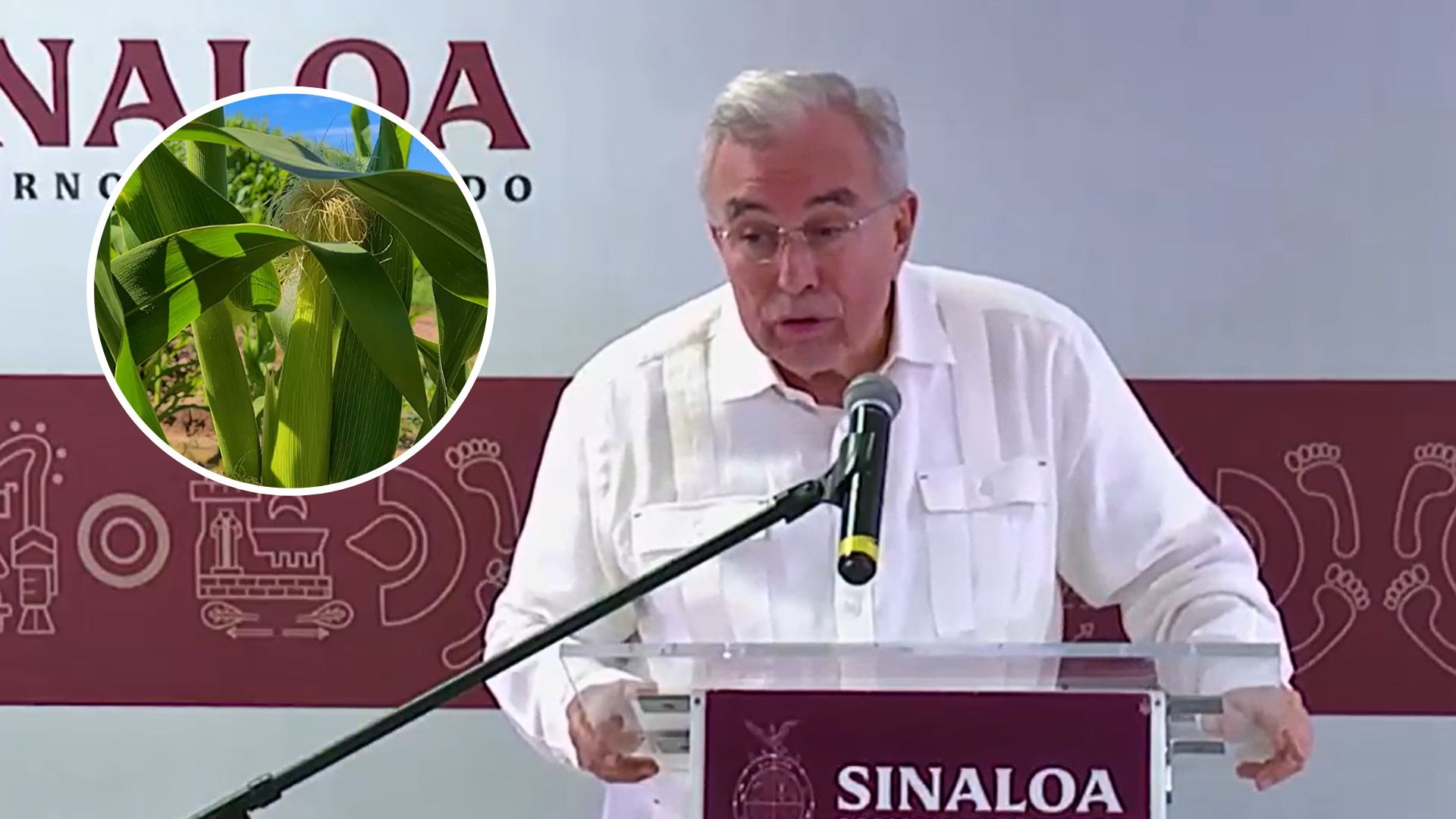 Rubén Rocha Moya: Gobierno ha comprado cosecha a más de 23 mil productores