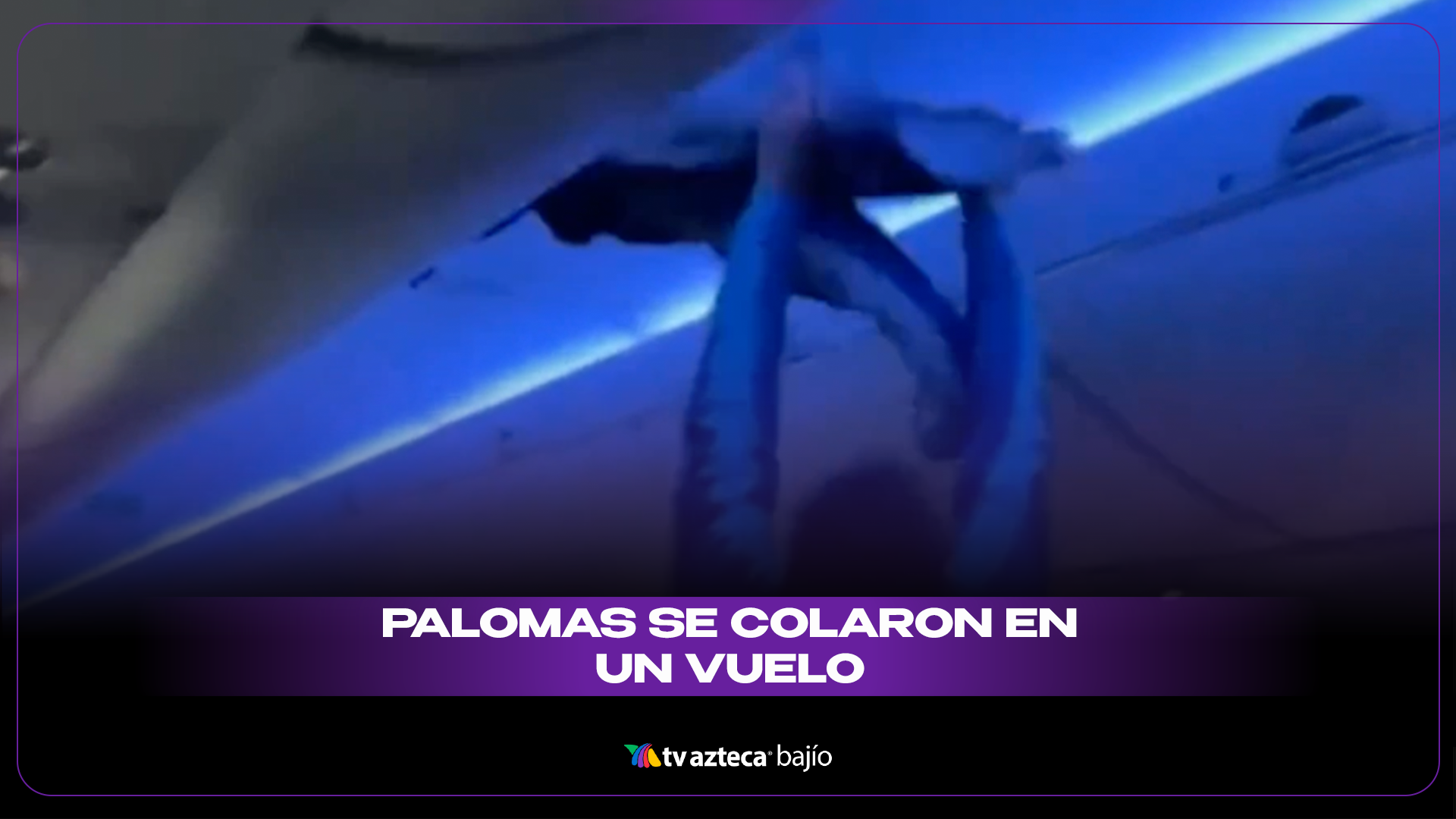 Dos palomas causan retraso en vuelo en EE.UU.; intentaron atraparlas ...