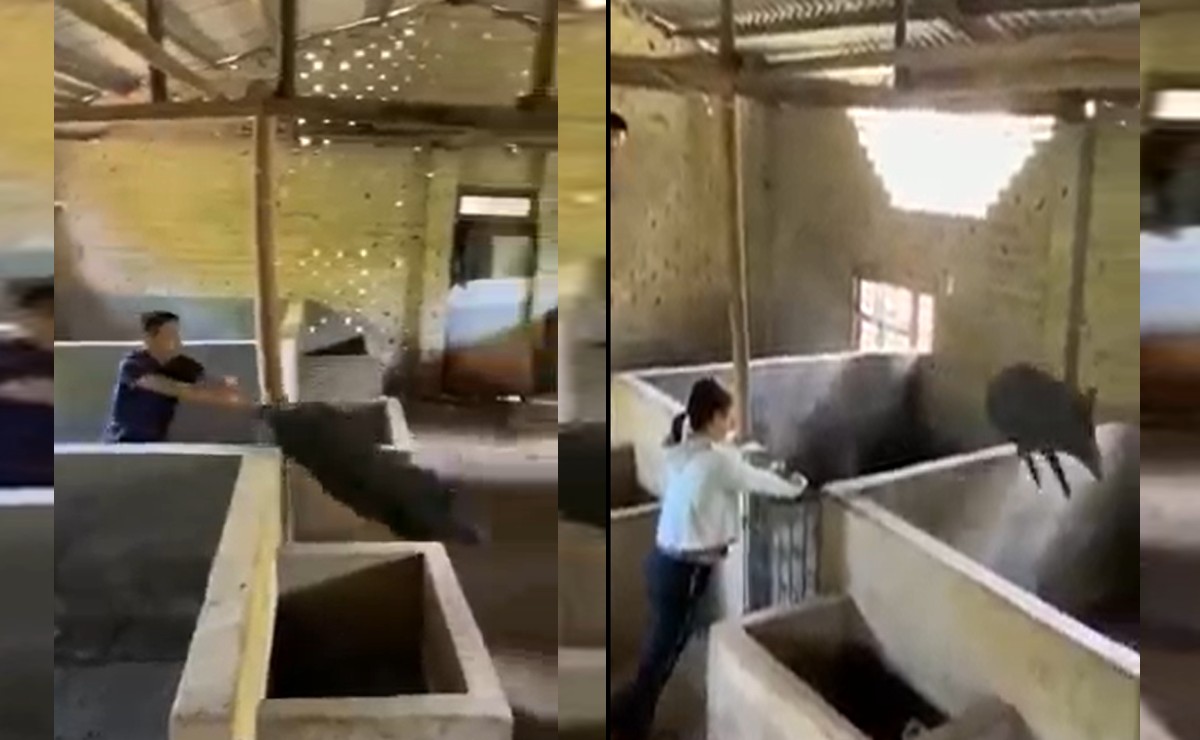 VIDEO ¡Puerquito valiente! Cerdito demuestra su habilidad para huir