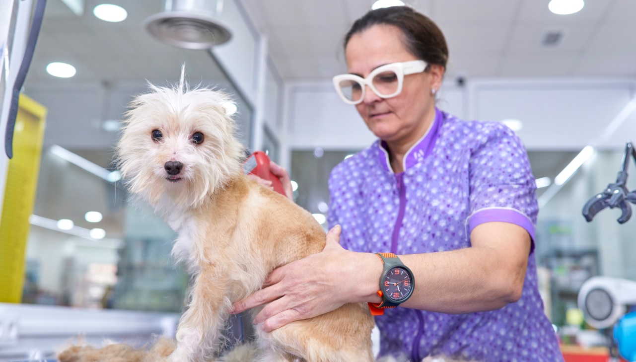 Parvovirus: ¿Cuáles son sus síntomas y tratamiento?