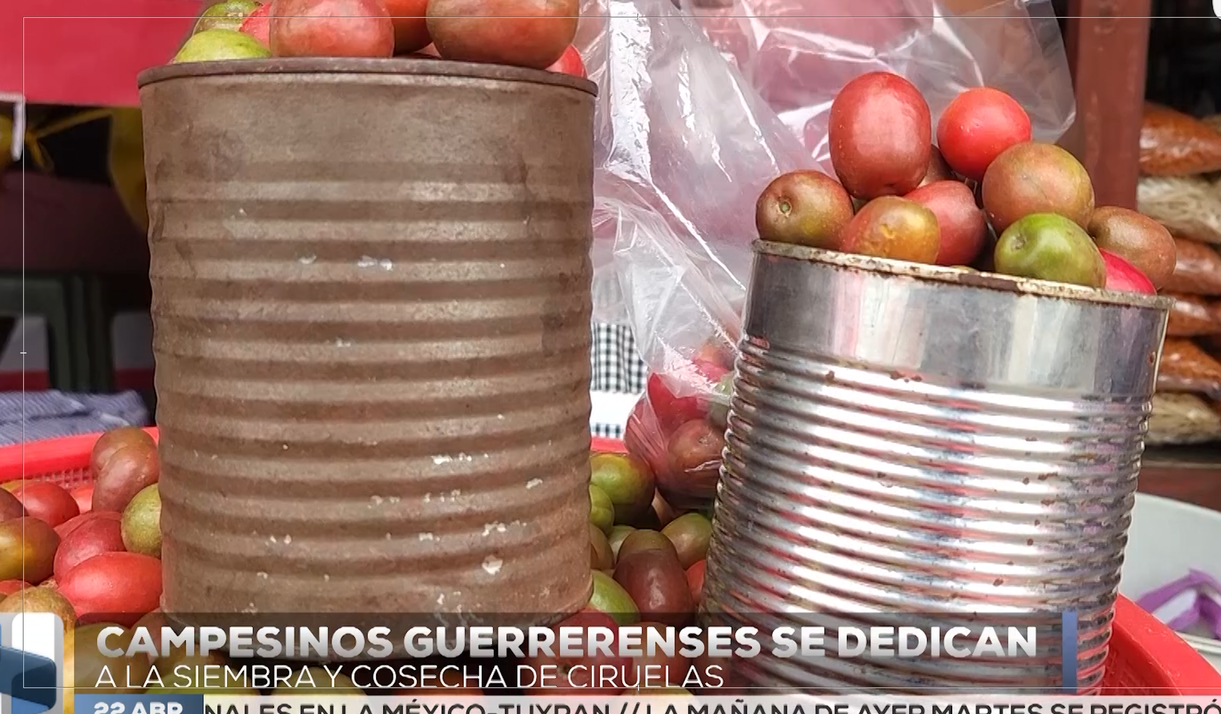 ¿Cómo disfrutar la ciruela en Guerrero? Del atole a las conservas típicas