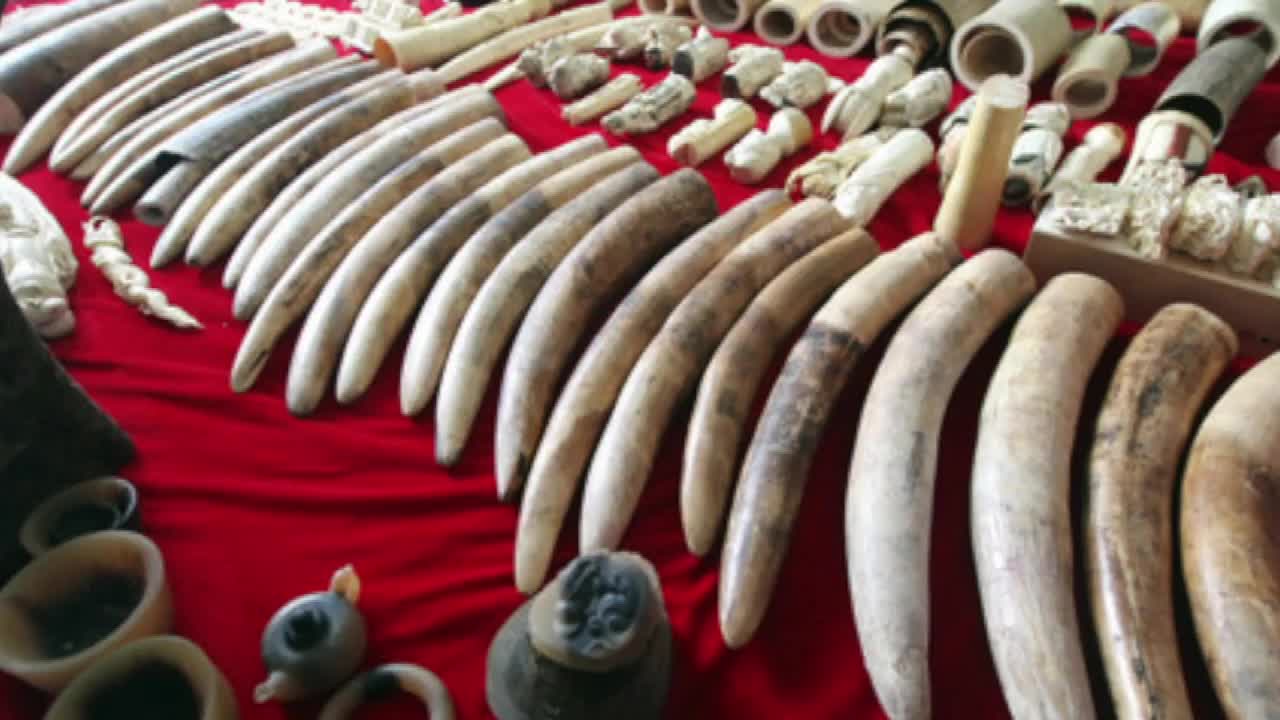 ¿Para qué sirve el cuerno de rinoceronte y por qué no tiene propiedades ...