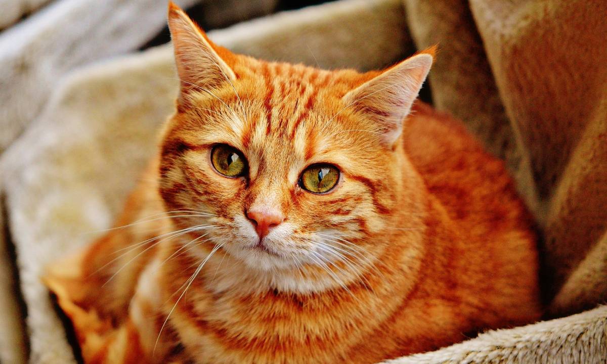 Datos curiosos sobre el Día Internacional del Gato