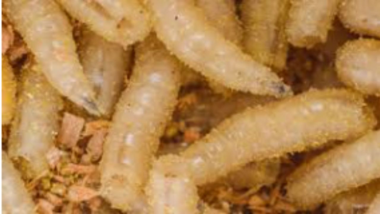 Miasis cutánea por gusano barrenador: síntomas y cómo prevenirla