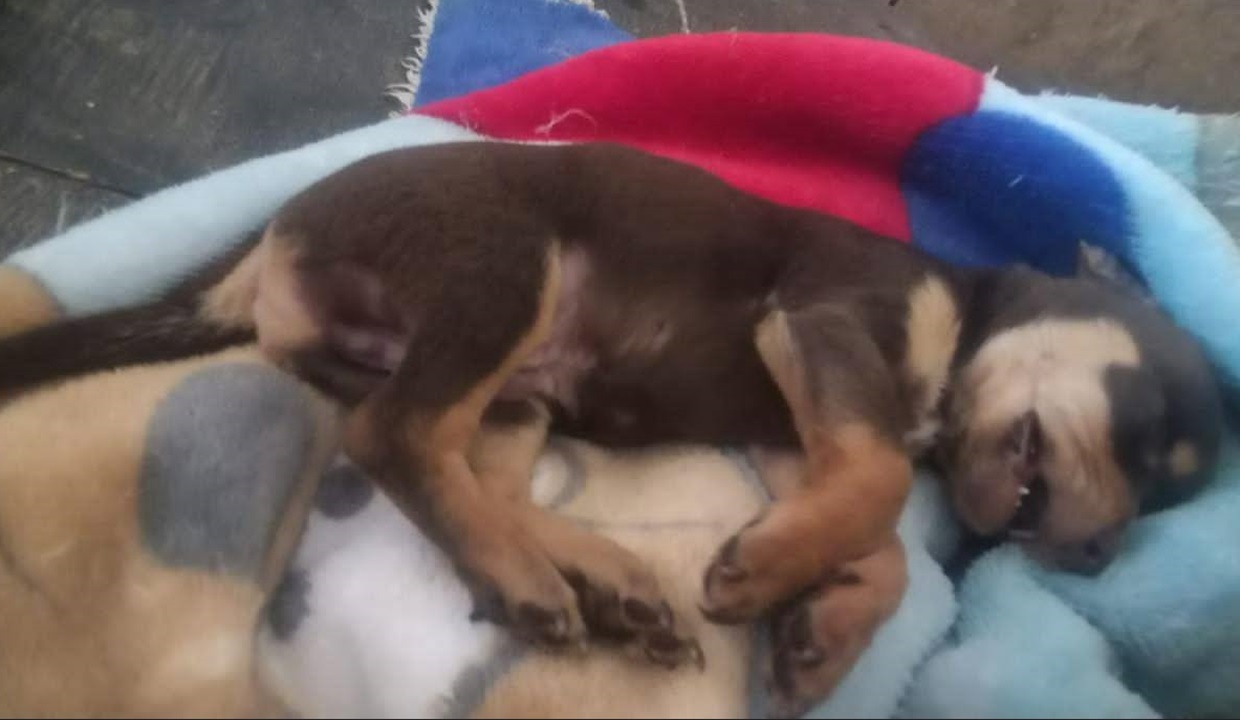 Dos lomitos mueren por pirotecnia en Puebla capital