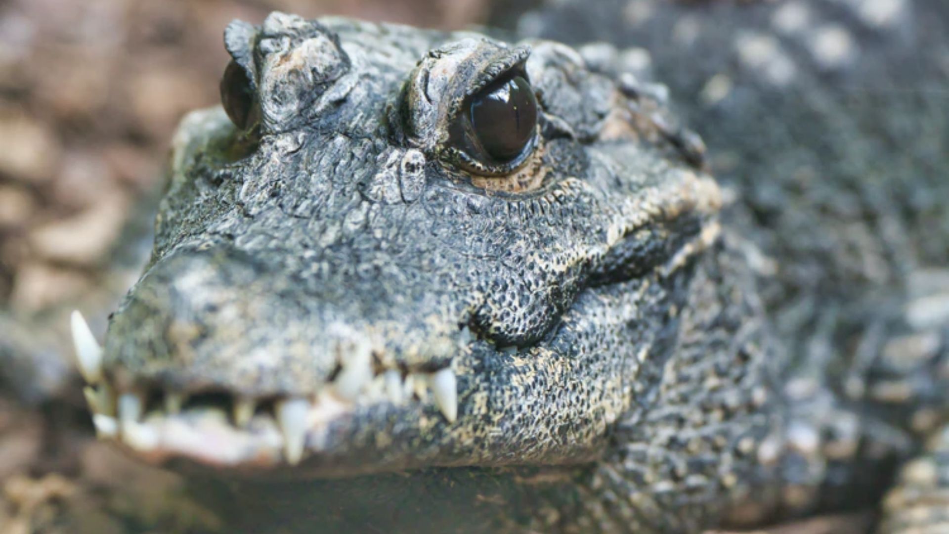 Protección Civil agiliza la búsqueda de un caimán en Atoyac, Puebla