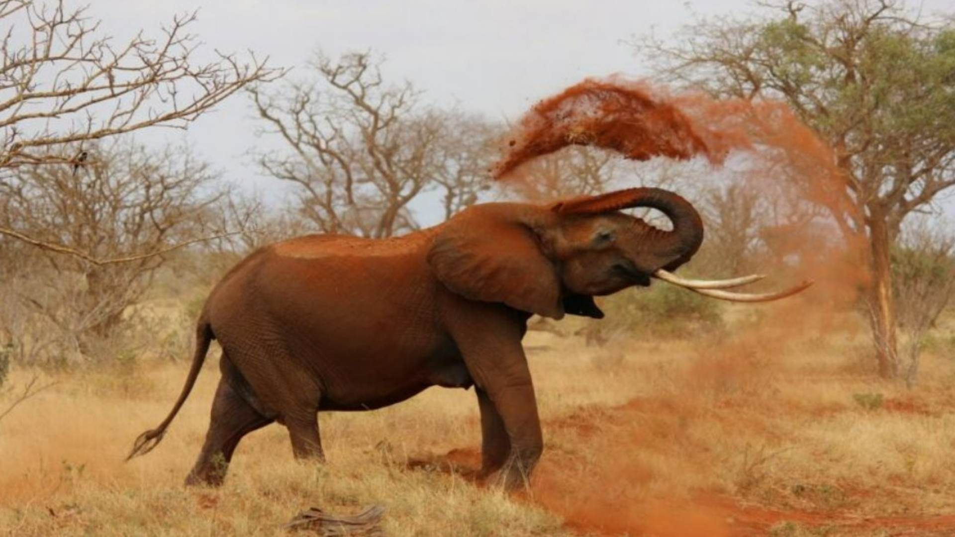 TRAGEDIA | Mujer MUERE aplastada por un elefante en Namibia