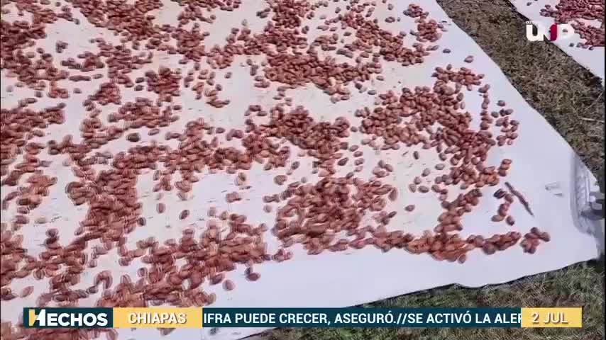 Se registran precios históricos en la venta del cacao en el Soconusco ...