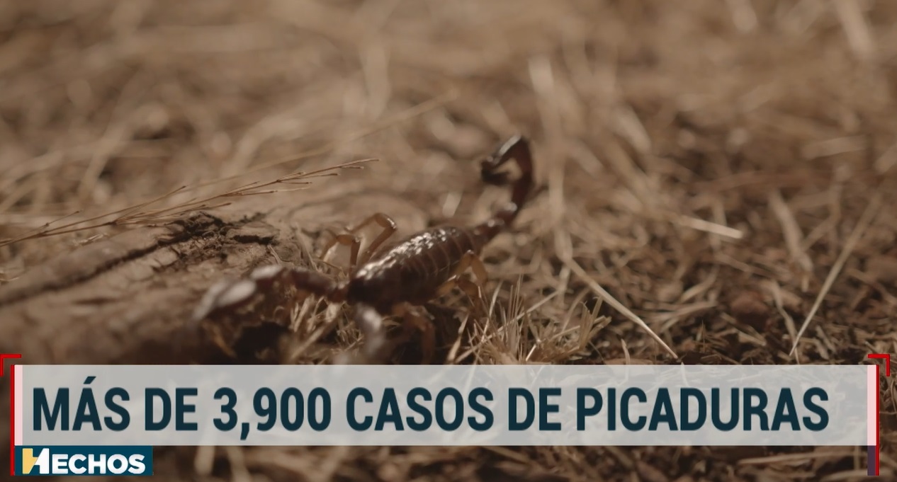 En Morelos reportan casi 4 mil picaduras de alacrán