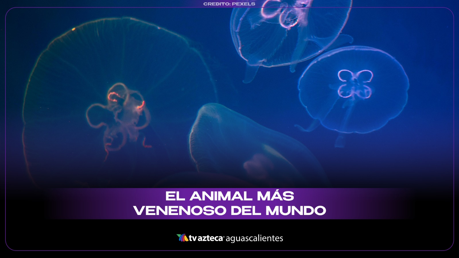 ¿Cuál es el animal más peligroso y venenoso del mundo y dónde habita?