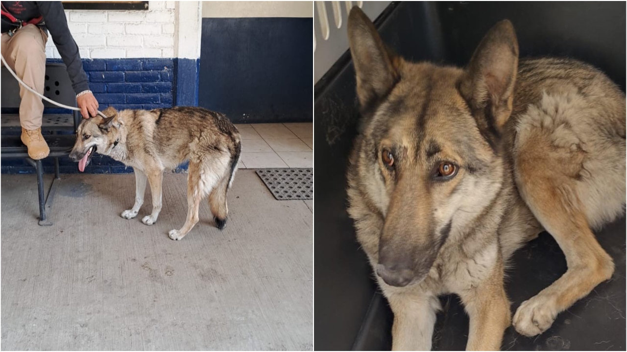 ¿Cuál es la diferencia entre lobo y perro? Esto se sabe del animal ...