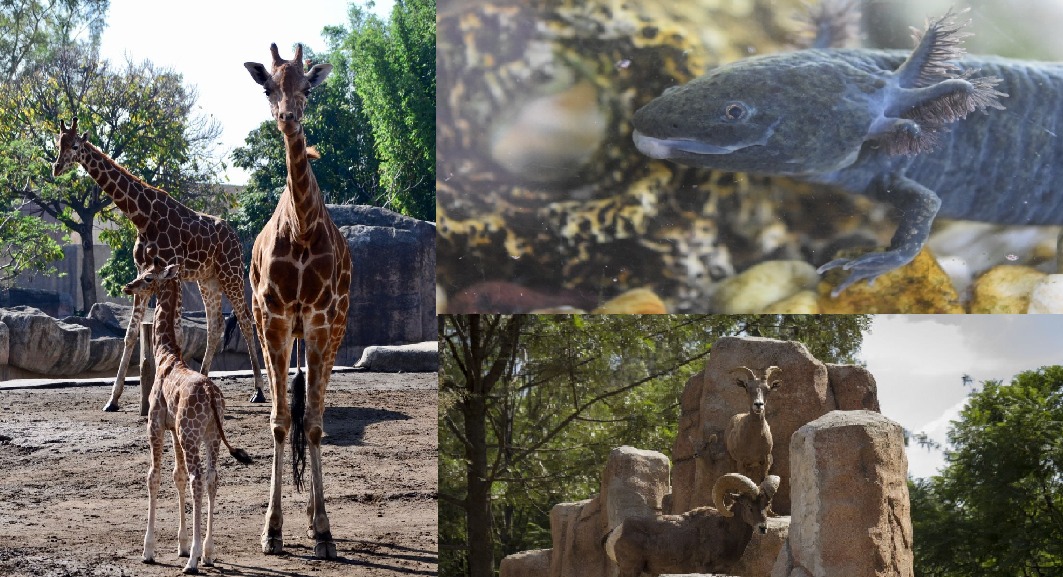 Zoológico de Chapultepec celebra 98 años con nacimiento de 46 crías