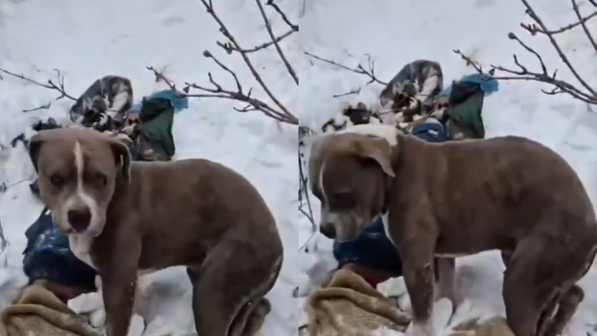 Mueren dos primos tras perderse en las montañas Chamba; rescatan perro ...