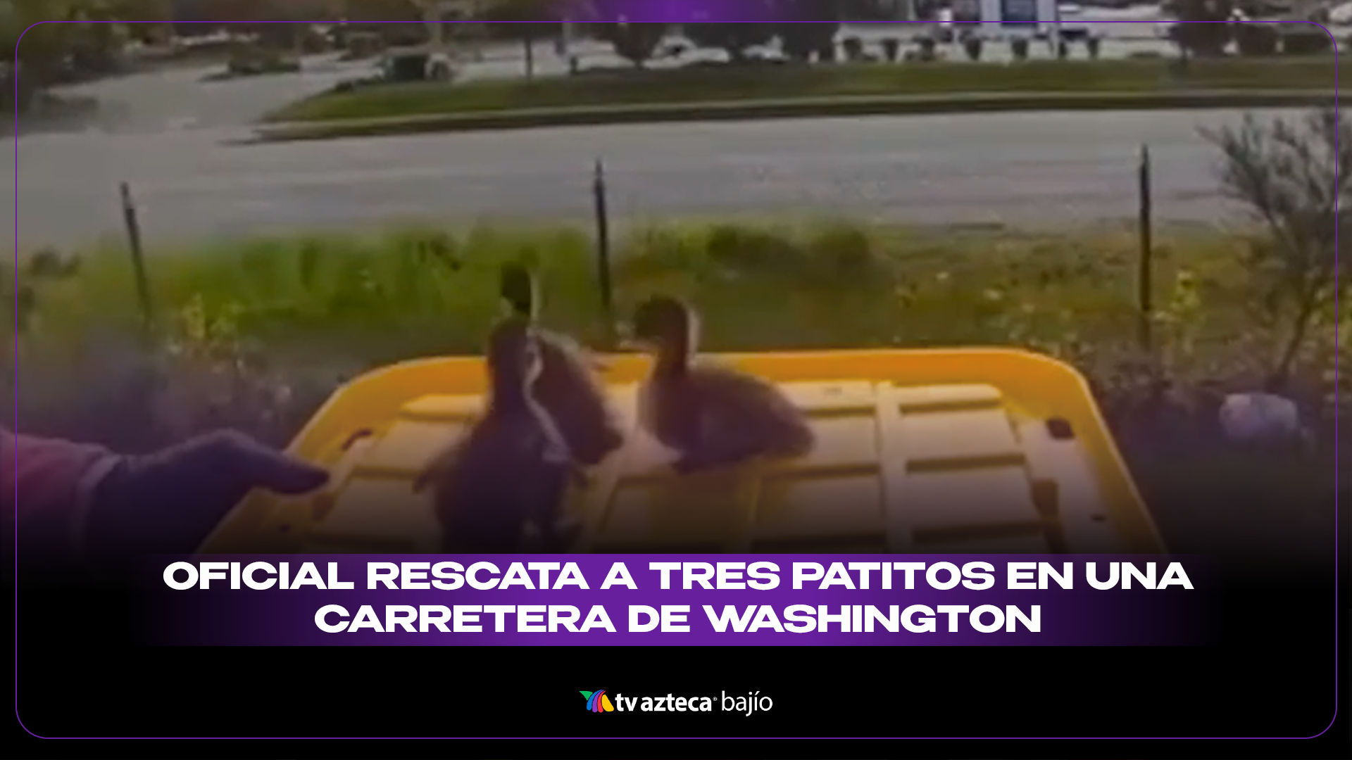 Oficial rescata a tres patitos en una carretera de Washington, 21 de ...