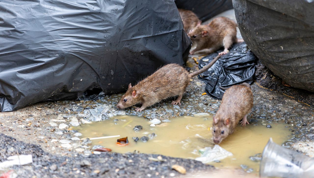 Plaga de ratas drogadictas en Houston
