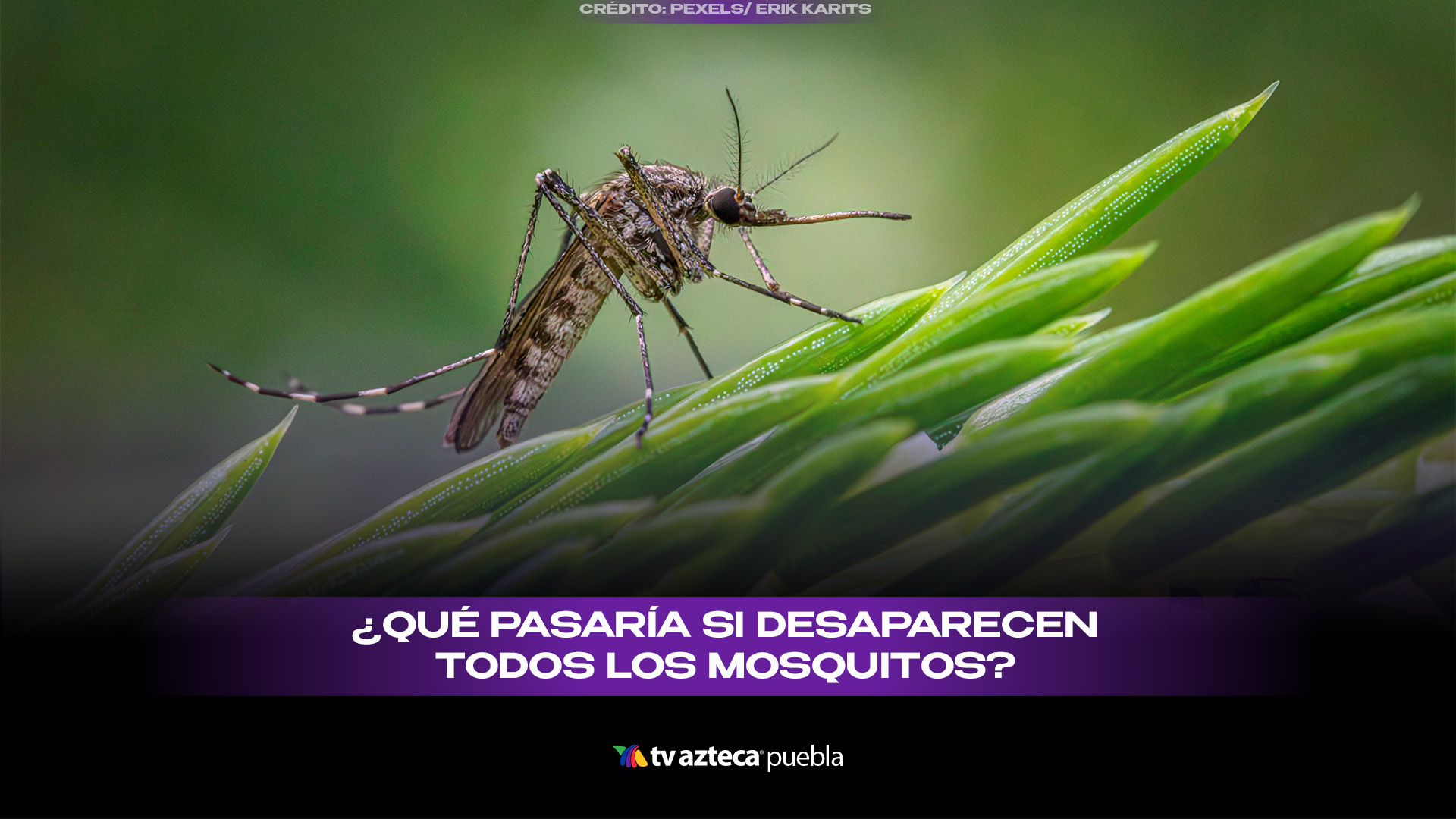 ¿Vale la pena erradicar a los mosquitos? Esto dice la ciencia