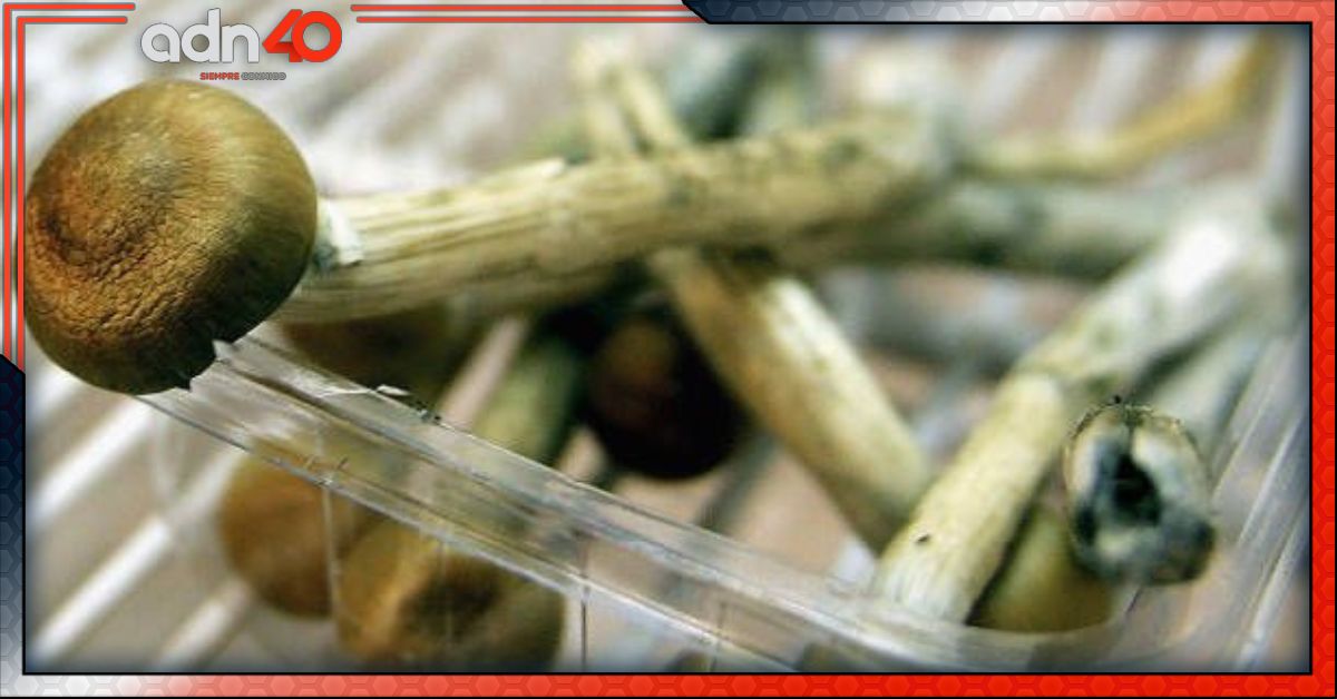 Proponen reclasificar hongos alucinógenos como terapéuticos