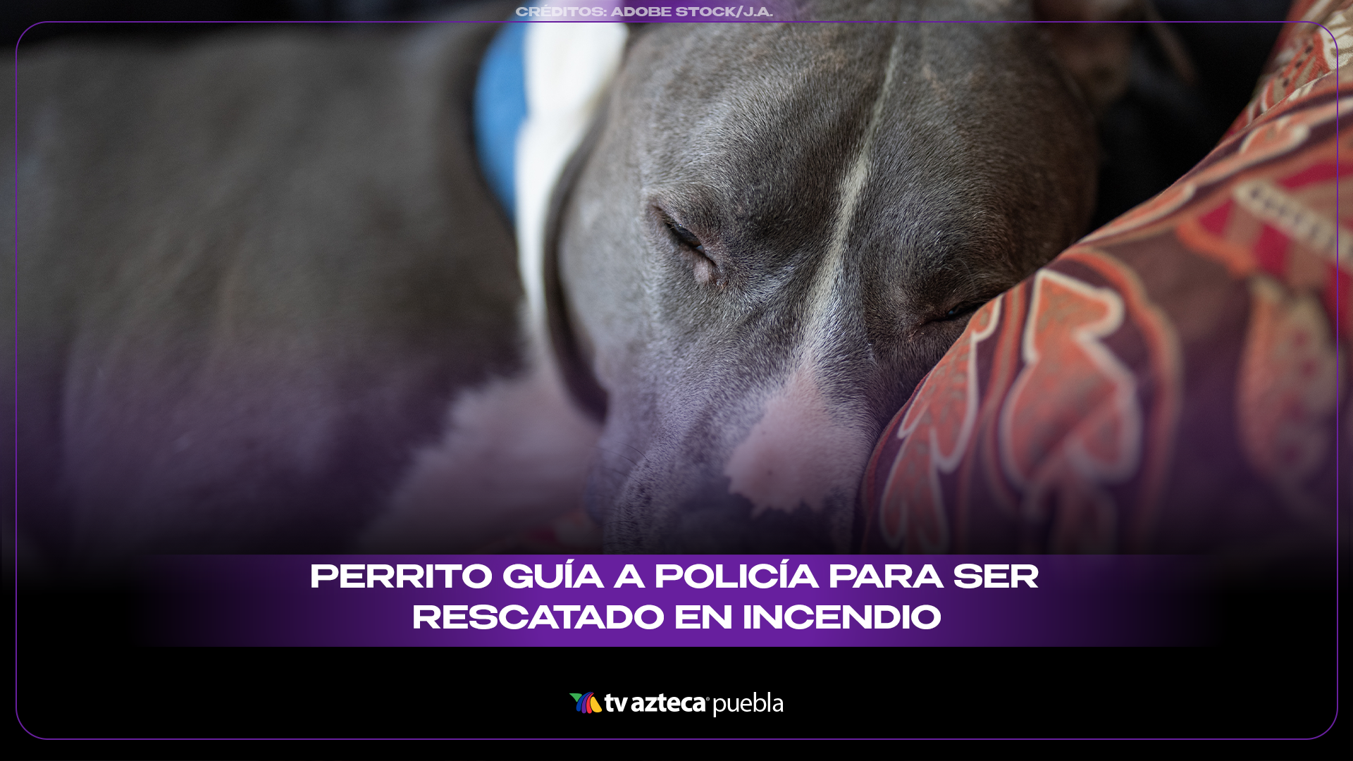 perrito rescate incendio Illinois policía viral