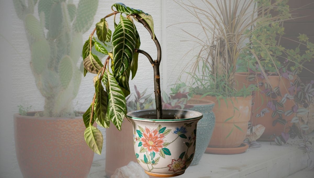 ¿Cómo revivir a las plantas marchitas por el sol?