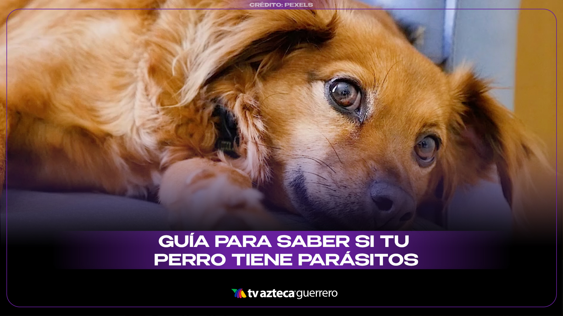 ¿Cómo saber si tu perro tiene parásitos y qué hacer?