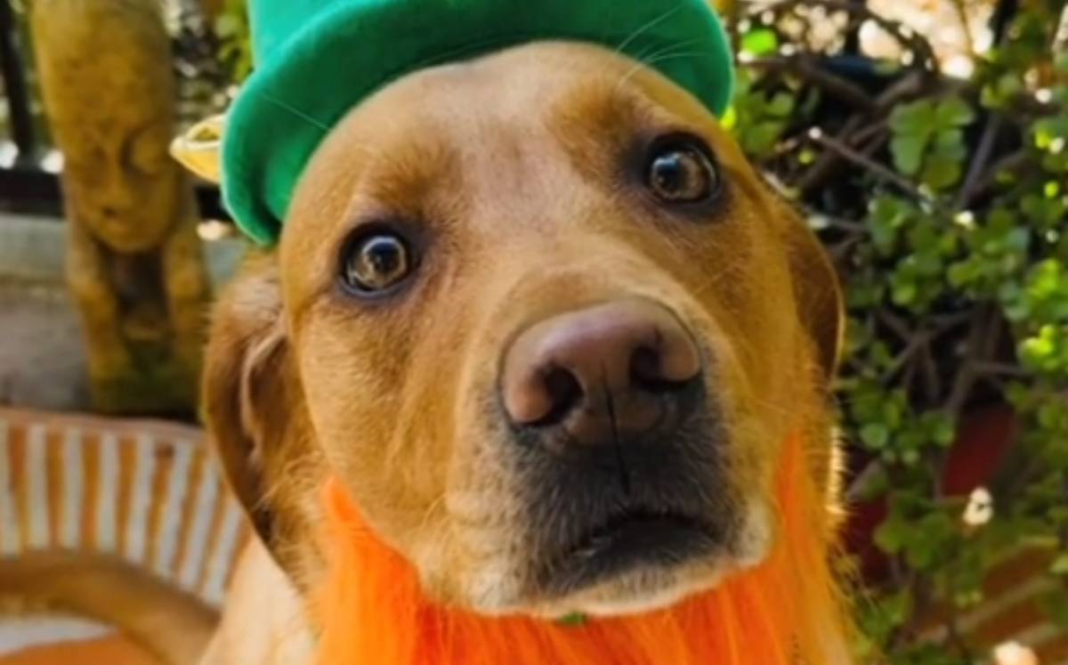 Perrito Cooper: la sensación de TikTok por hablar con su dueña