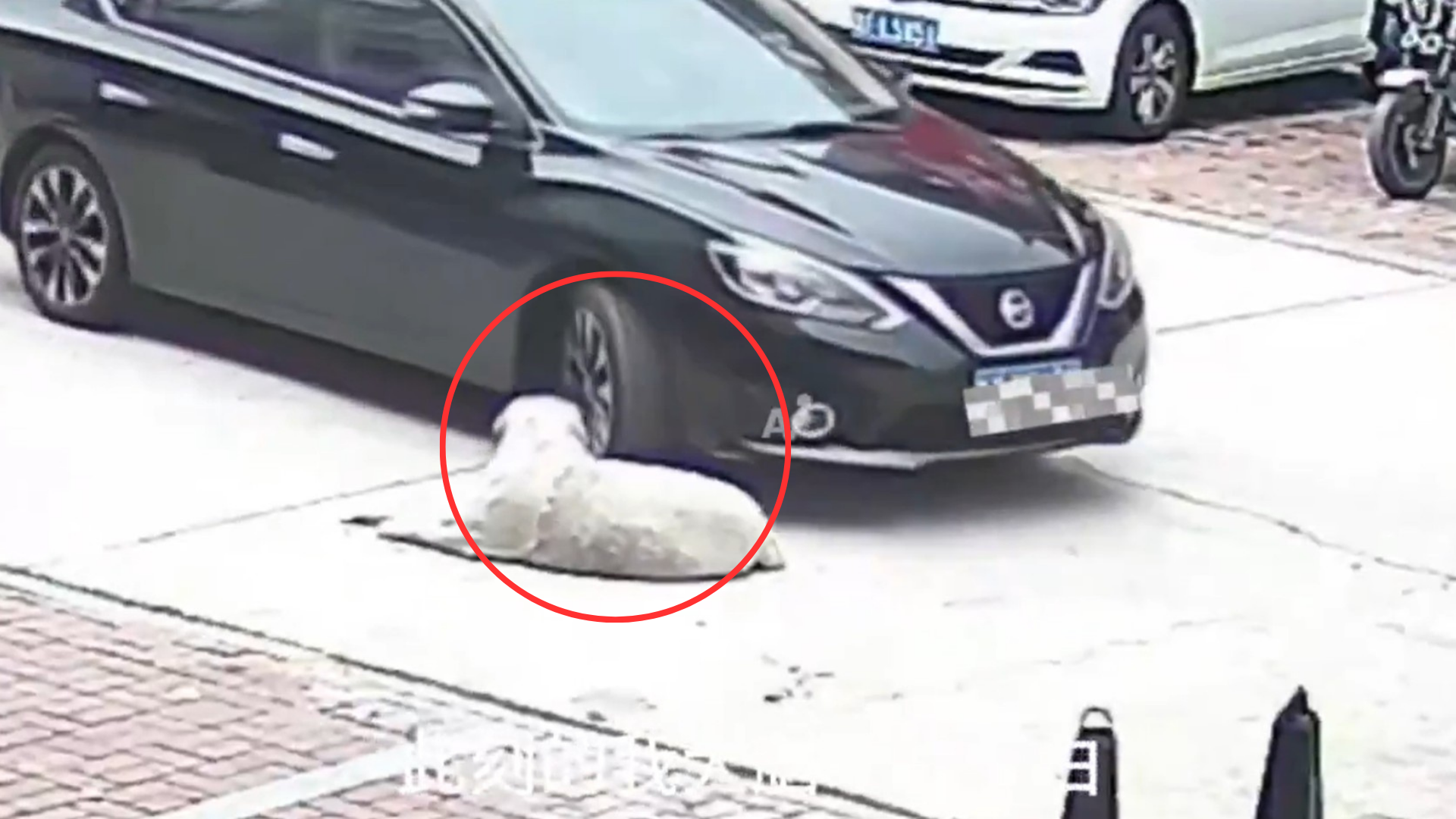 VIDEO VIRAL | Perro sobrevive de ser atropellado por su exceso de peso ...