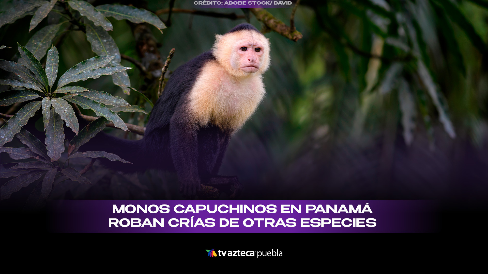 Científicos observan comportamiento inusual de capuchinos en isla Jicarón