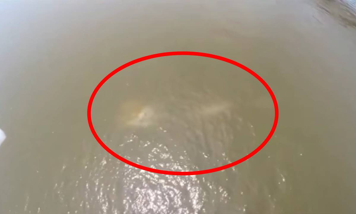 ¿Qué se sabe del extraño animal captado en el río Coatzacoalcos?