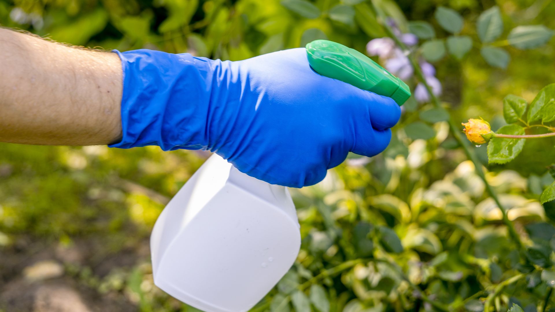 El pesticida libre de químicos que actúa sobre tu jardín