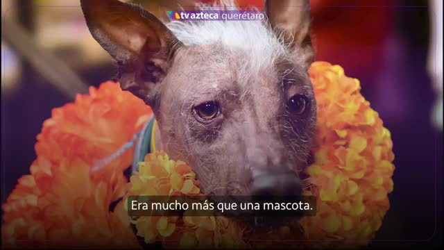 Xoloitzcuintle: el perro azteca que acompaña a las almas