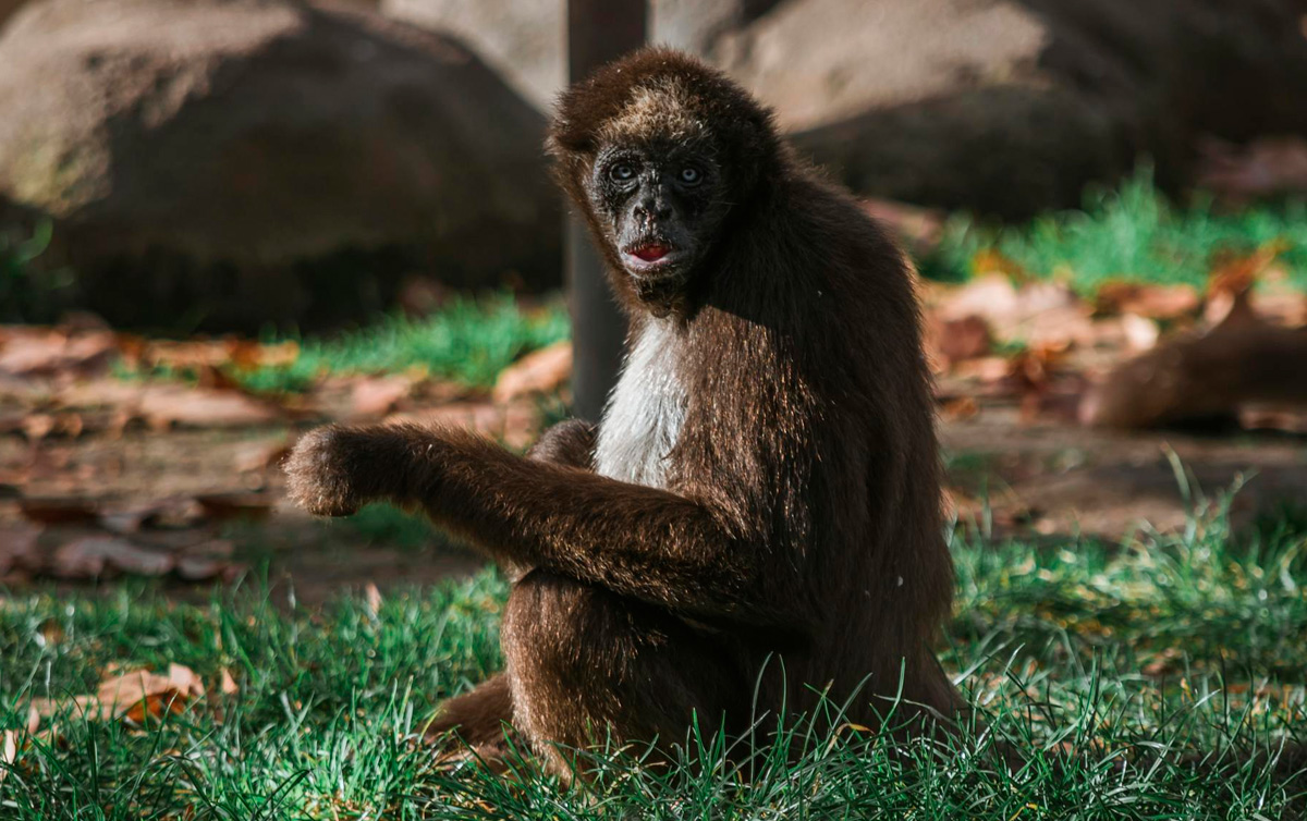 Lugares donde se come carne de chango en México